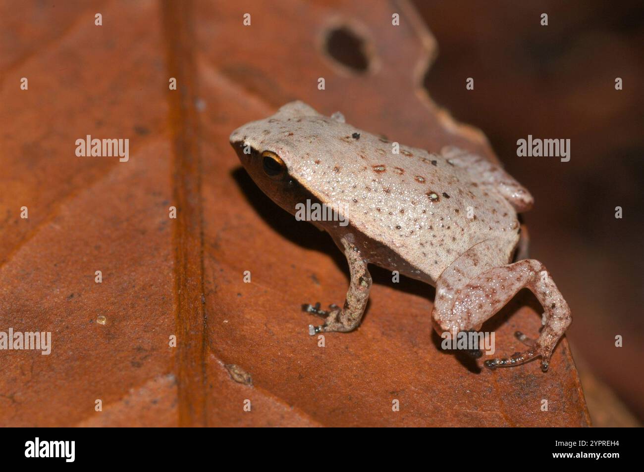 Mahanoro Digging Frog (Plethodontohyla notosticta Stock Photo - Alamy