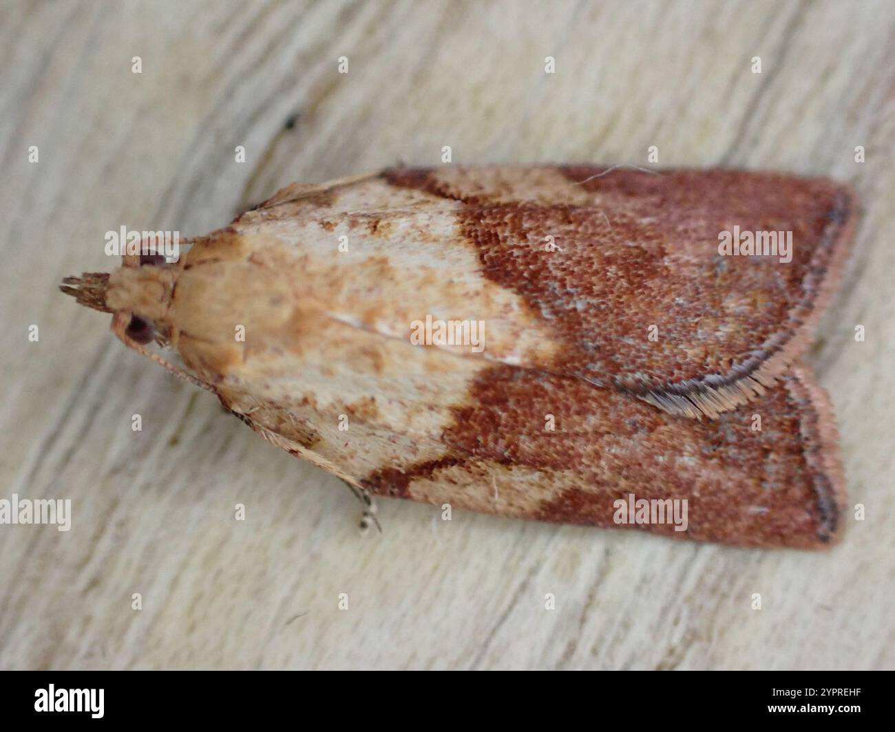 Postvittana hi-res stock photography and images - Alamy