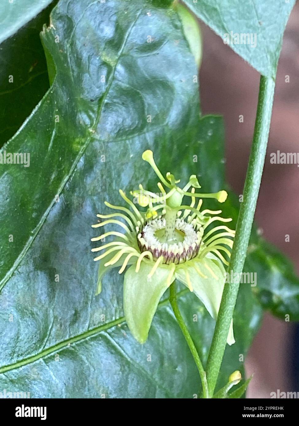 corkystem passionflower (Passiflora suberosa Stock Photo - Alamy