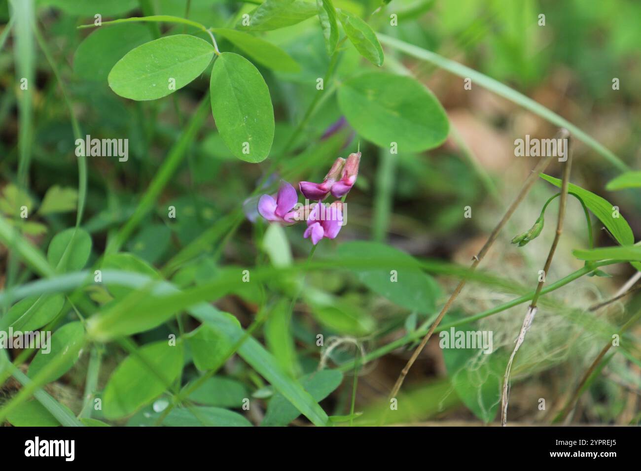 Sierra Nevada Peavine (Lathyrus nevadensis Stock Photo - Alamy