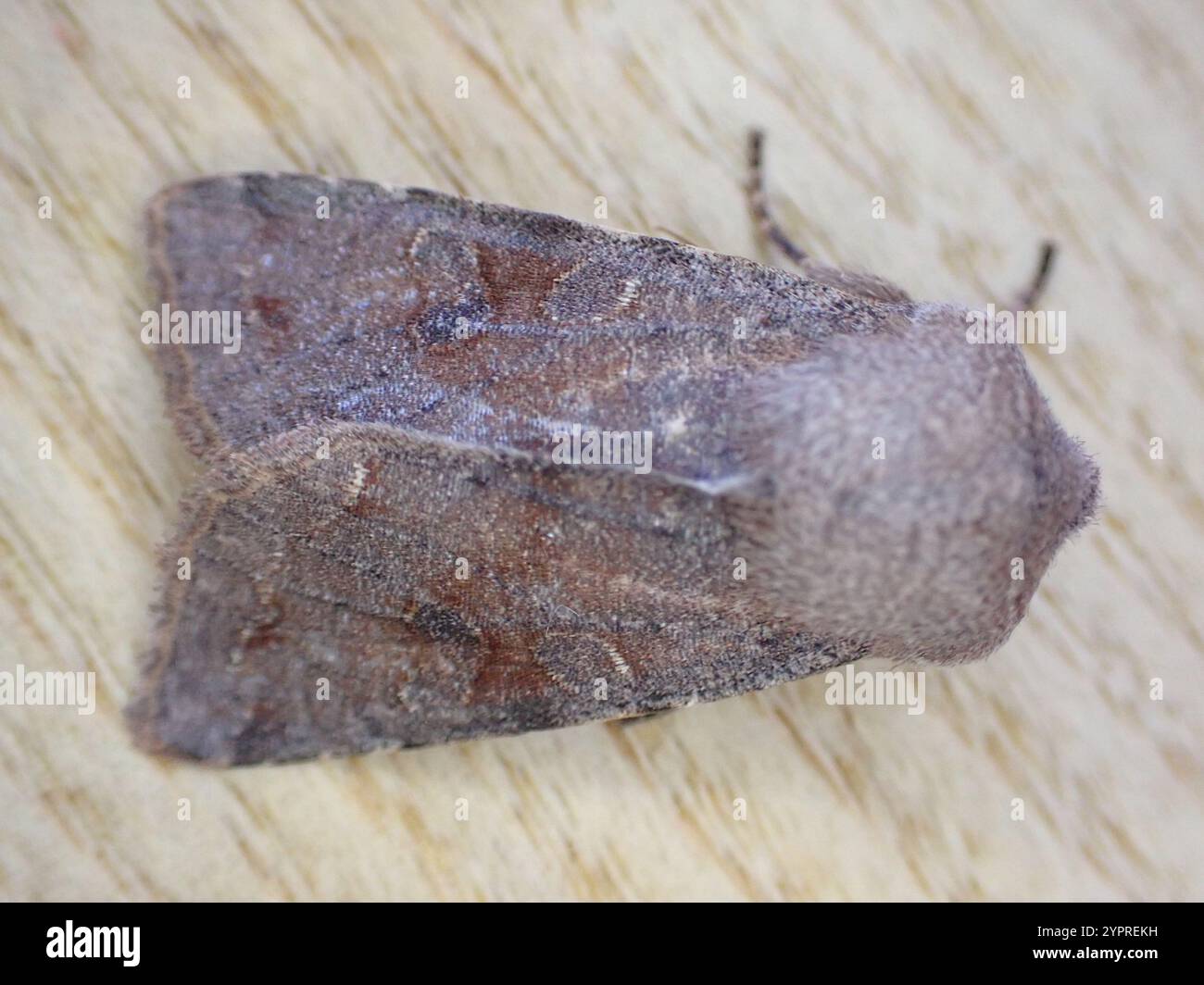 Clouded Drab (Orthosia incerta Stock Photo - Alamy