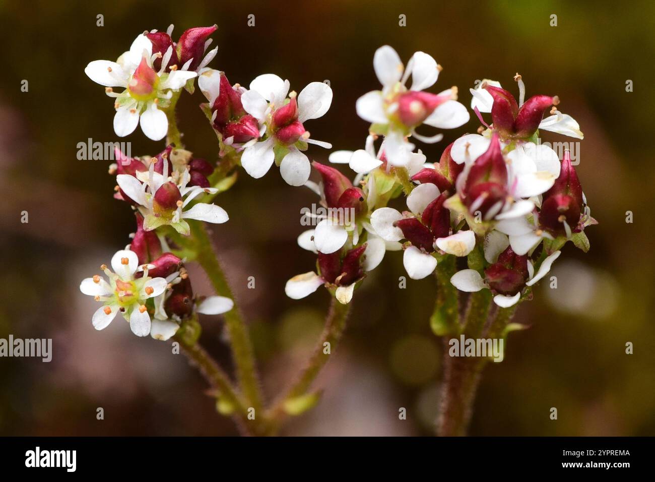 Western Saxifrage (Micranthes occidentalis Stock Photo - Alamy