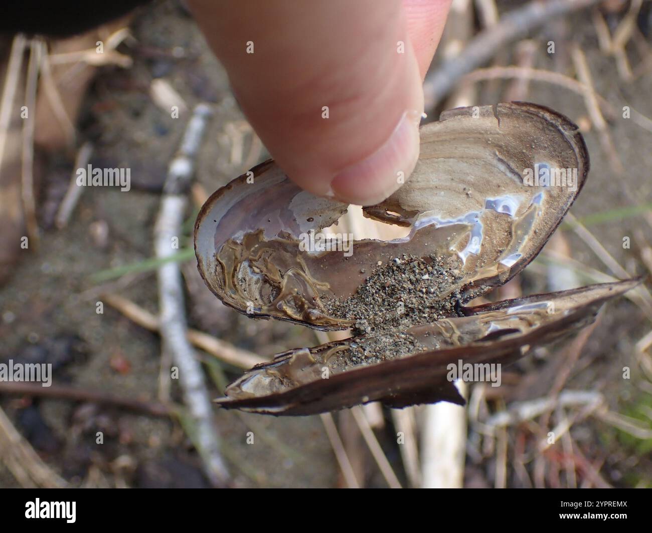 Western Pearlshell (Margaritifera falcata Stock Photo - Alamy