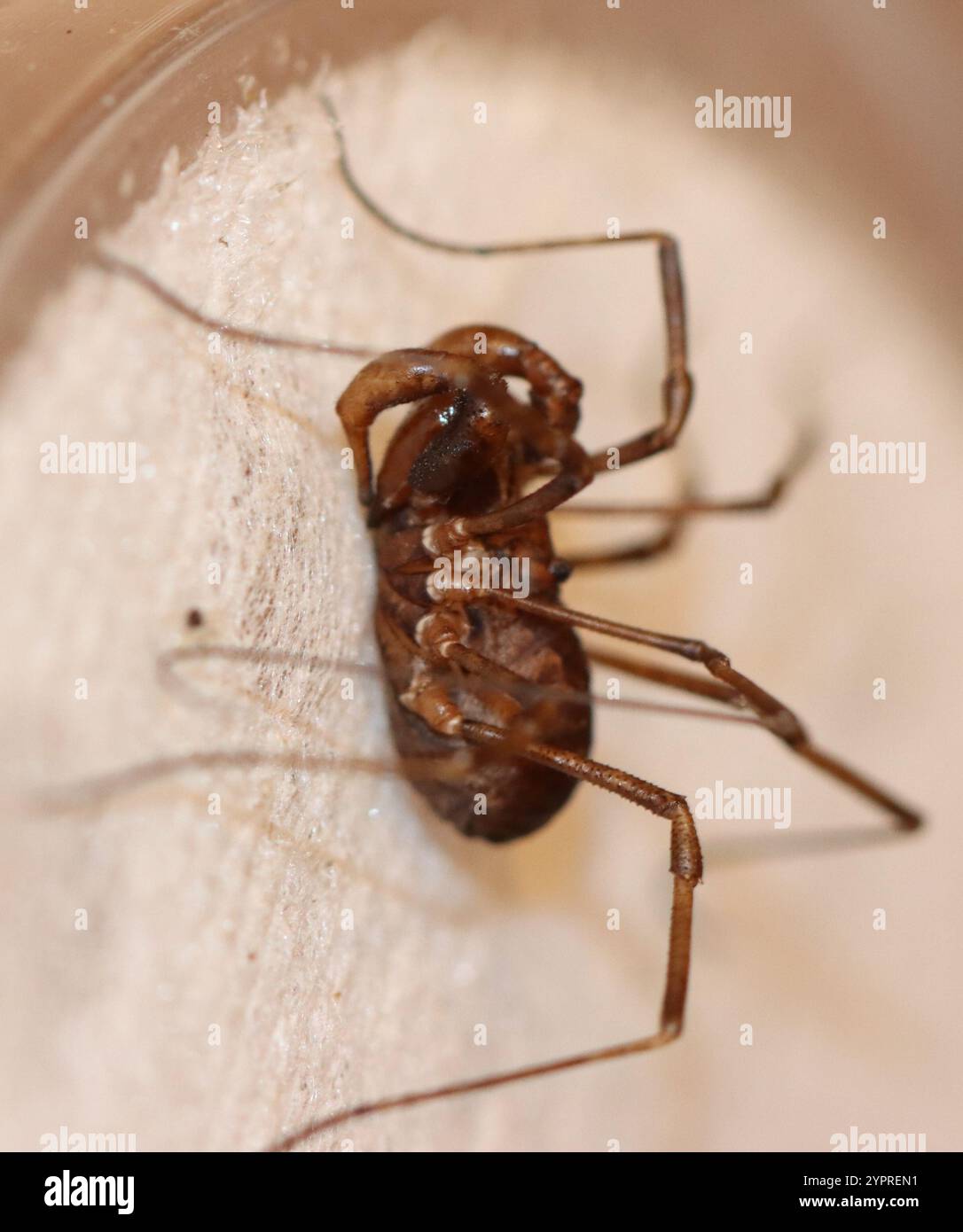 Protolophus hi-res stock photography and images - Alamy