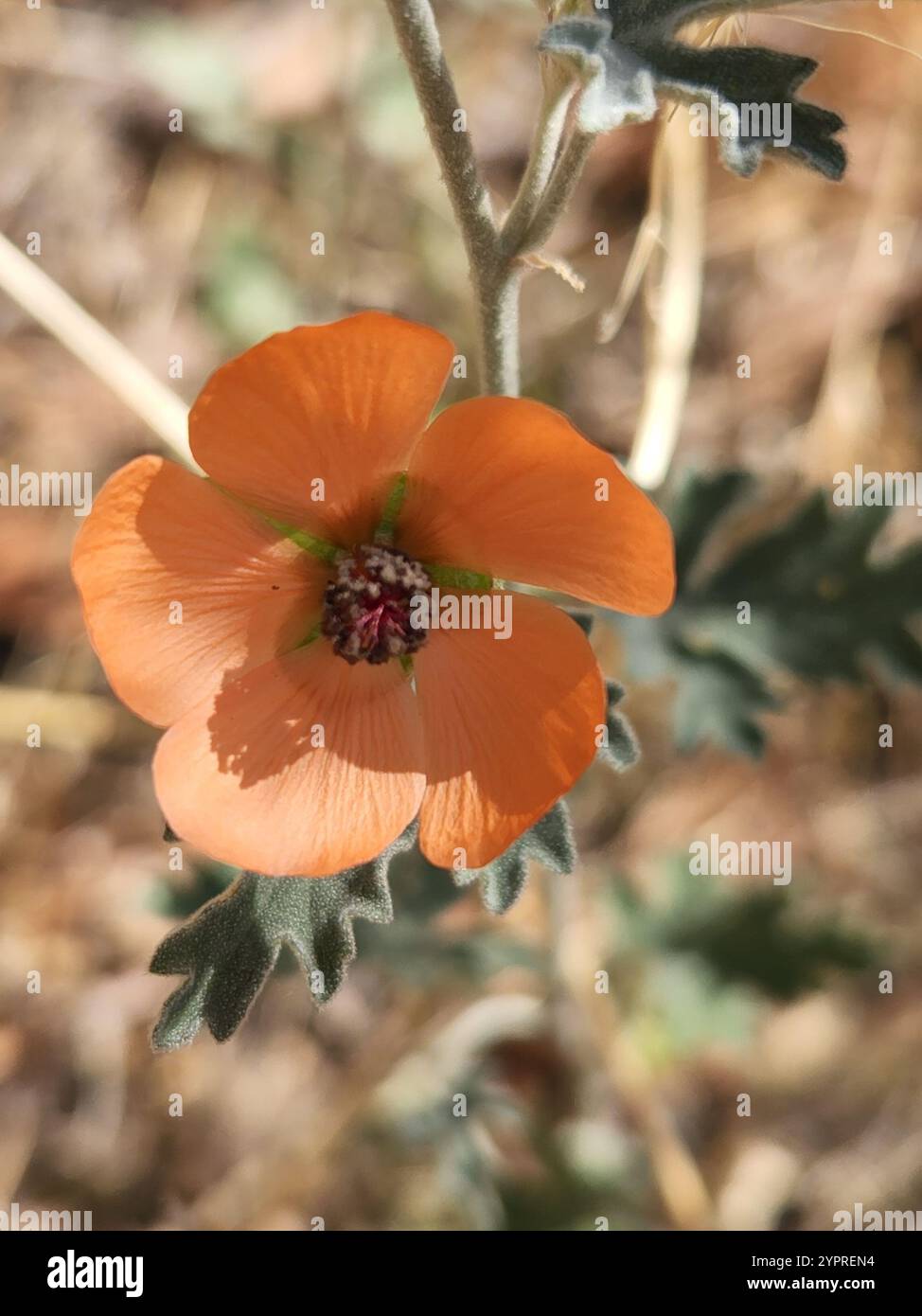 Sphaeralcea hastulata hi-res stock photography and images - Alamy