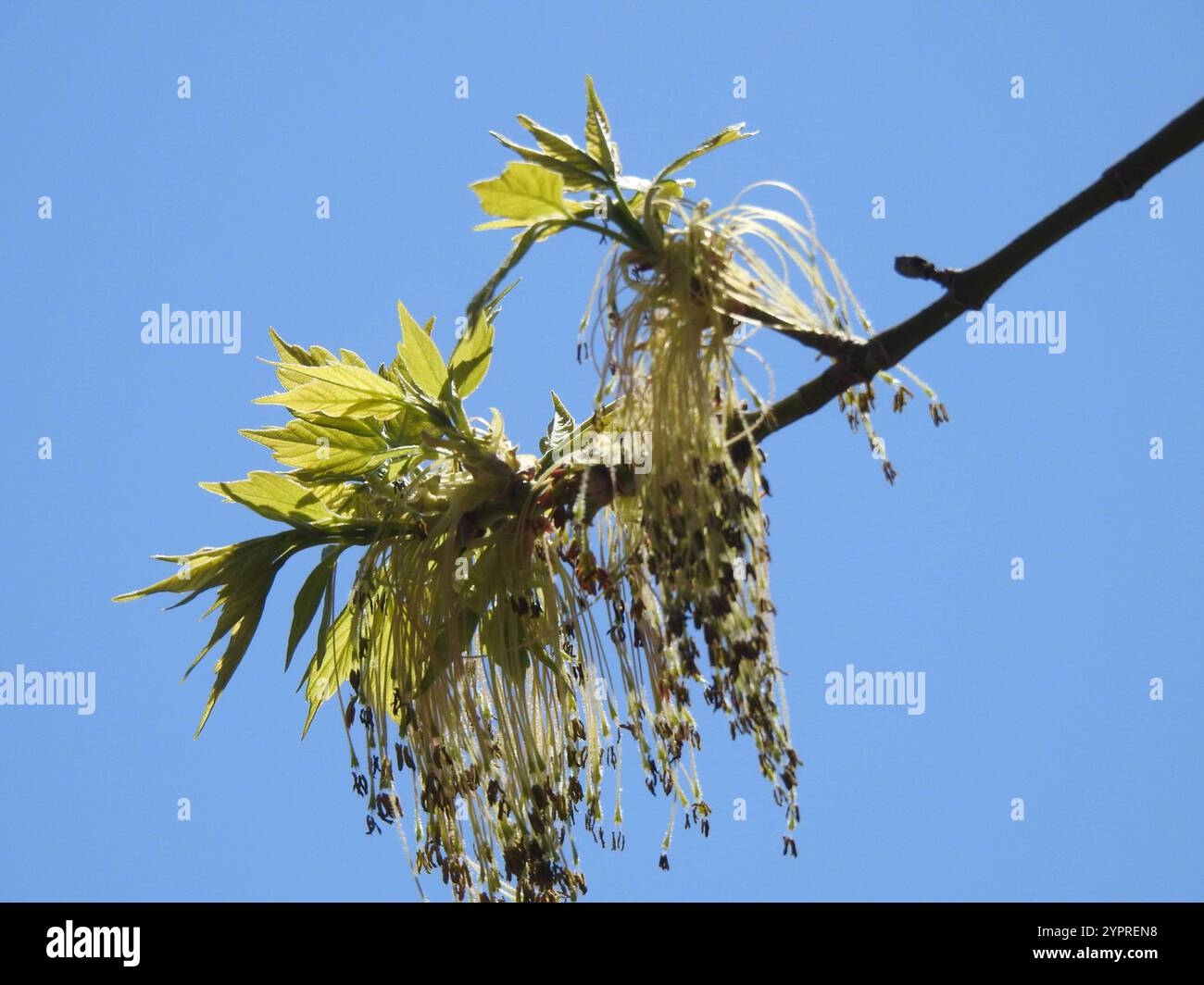 box elder (Acer negundo Stock Photo - Alamy