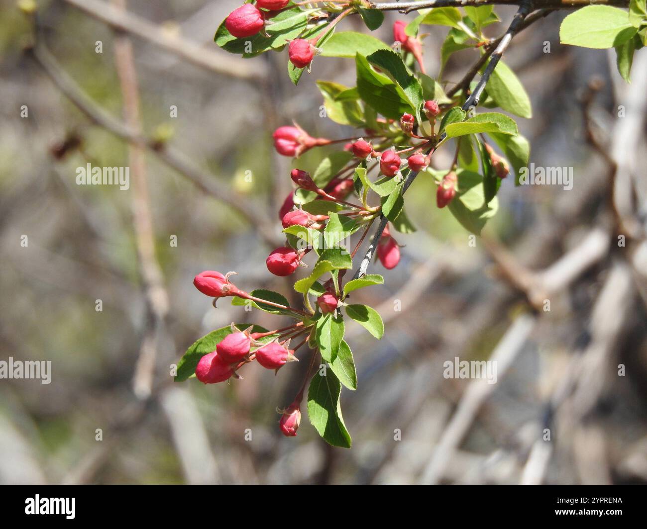 sweet crabapple (Malus coronaria Stock Photo - Alamy