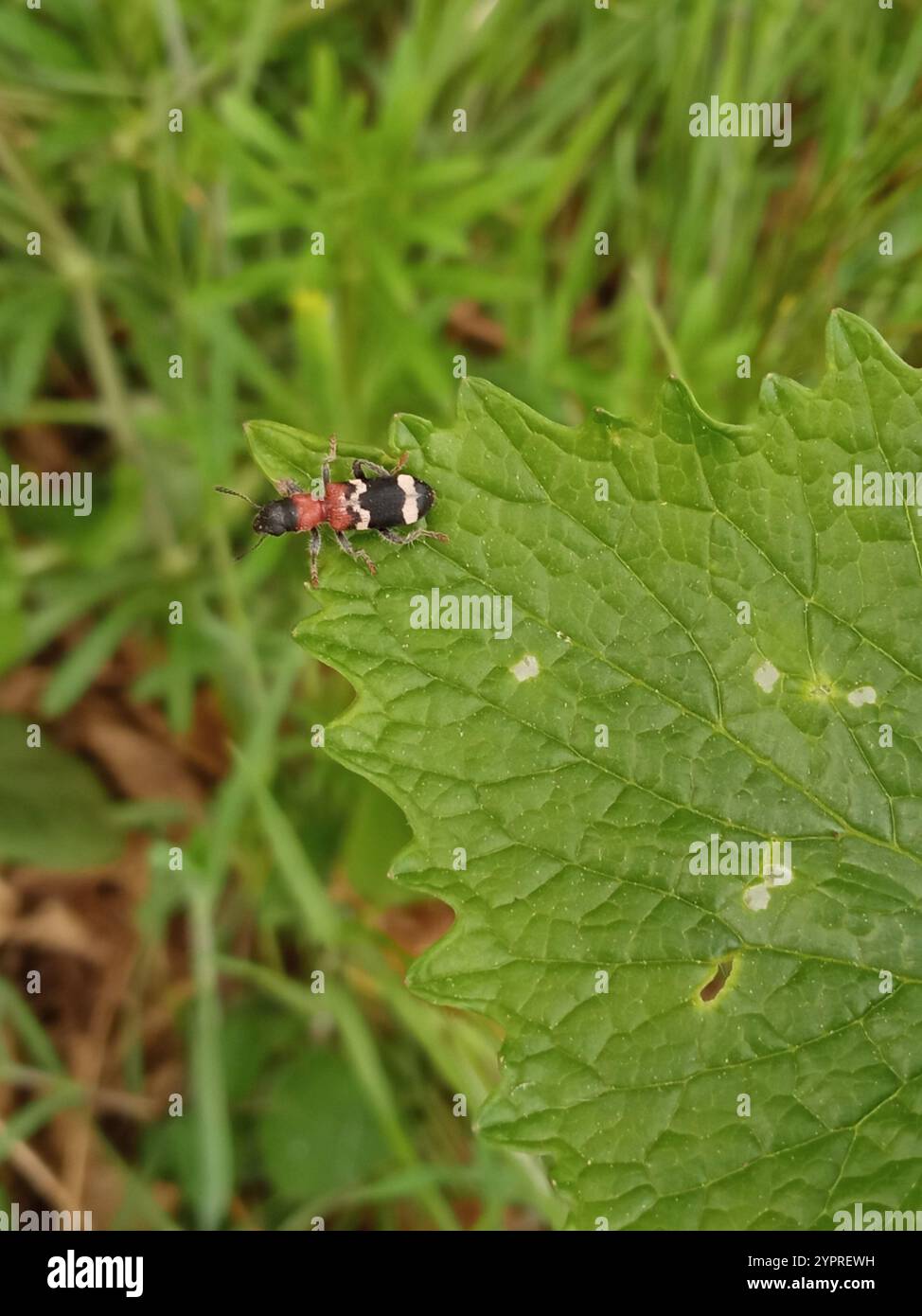 European Red-bellied Clerid (Thanasimus formicarius Stock Photo - Alamy