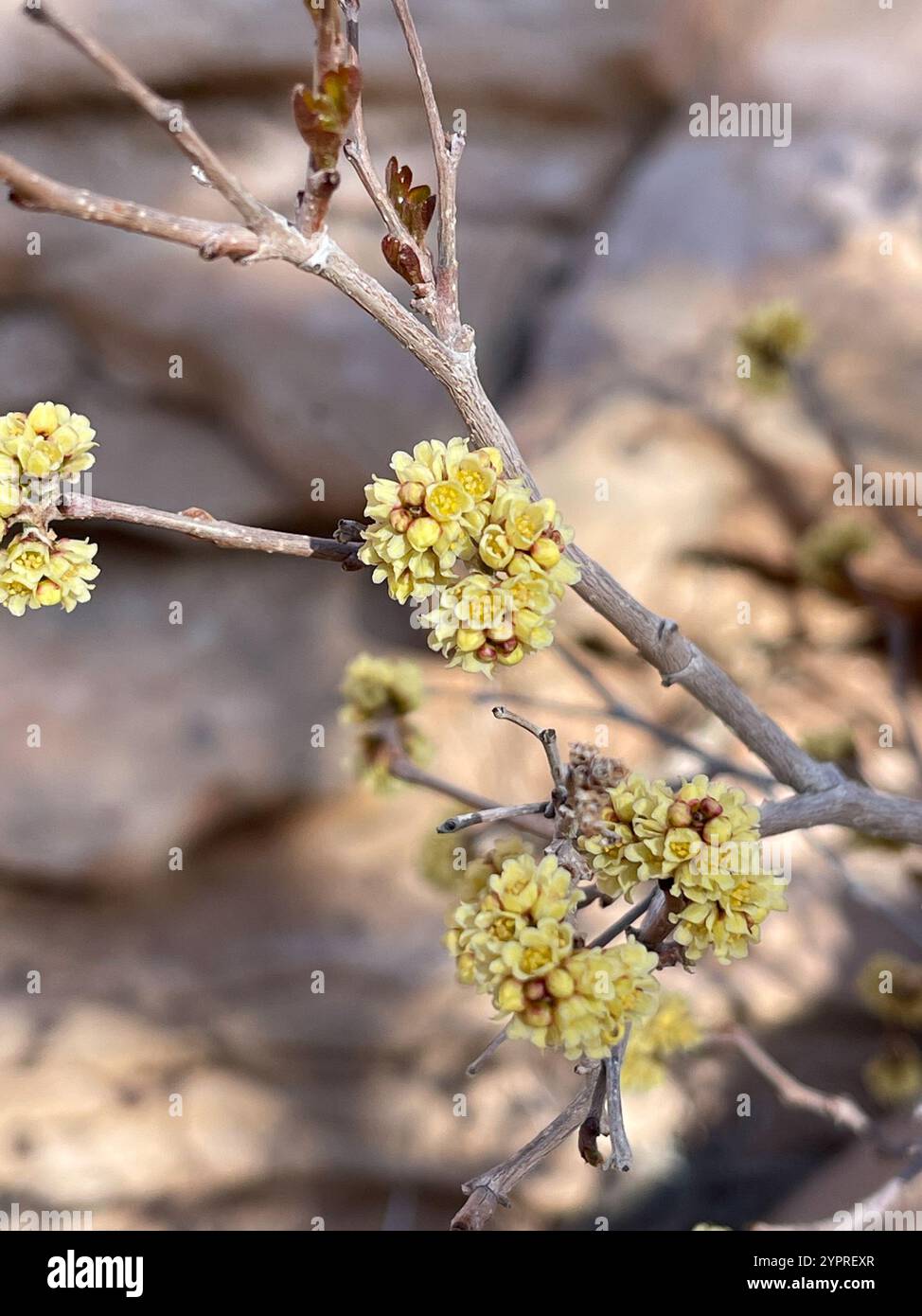 fragrant sumac (Rhus aromatica Stock Photo - Alamy