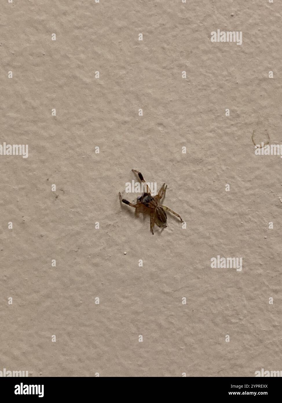 Four-lined Slender Jumping Spider (Marpissa lineata Stock Photo - Alamy