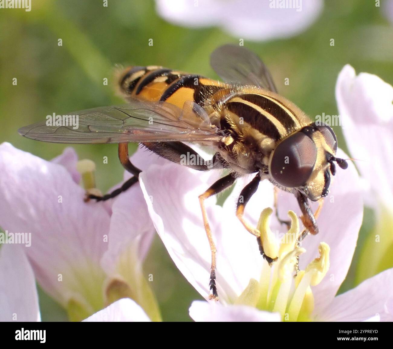 Sun Fly (Helophilus pendulus Stock Photo - Alamy