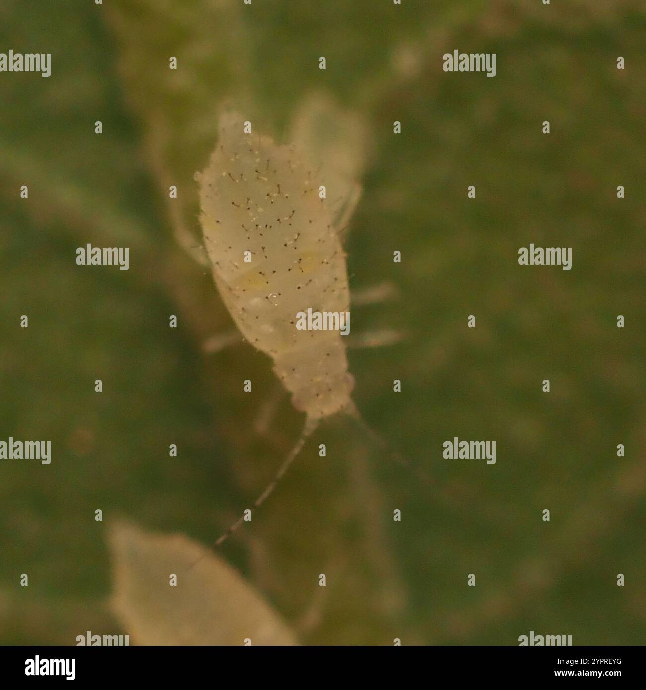 Eastern dusky-winged oak aphid (Neomyzocallis discolor Stock Photo - Alamy