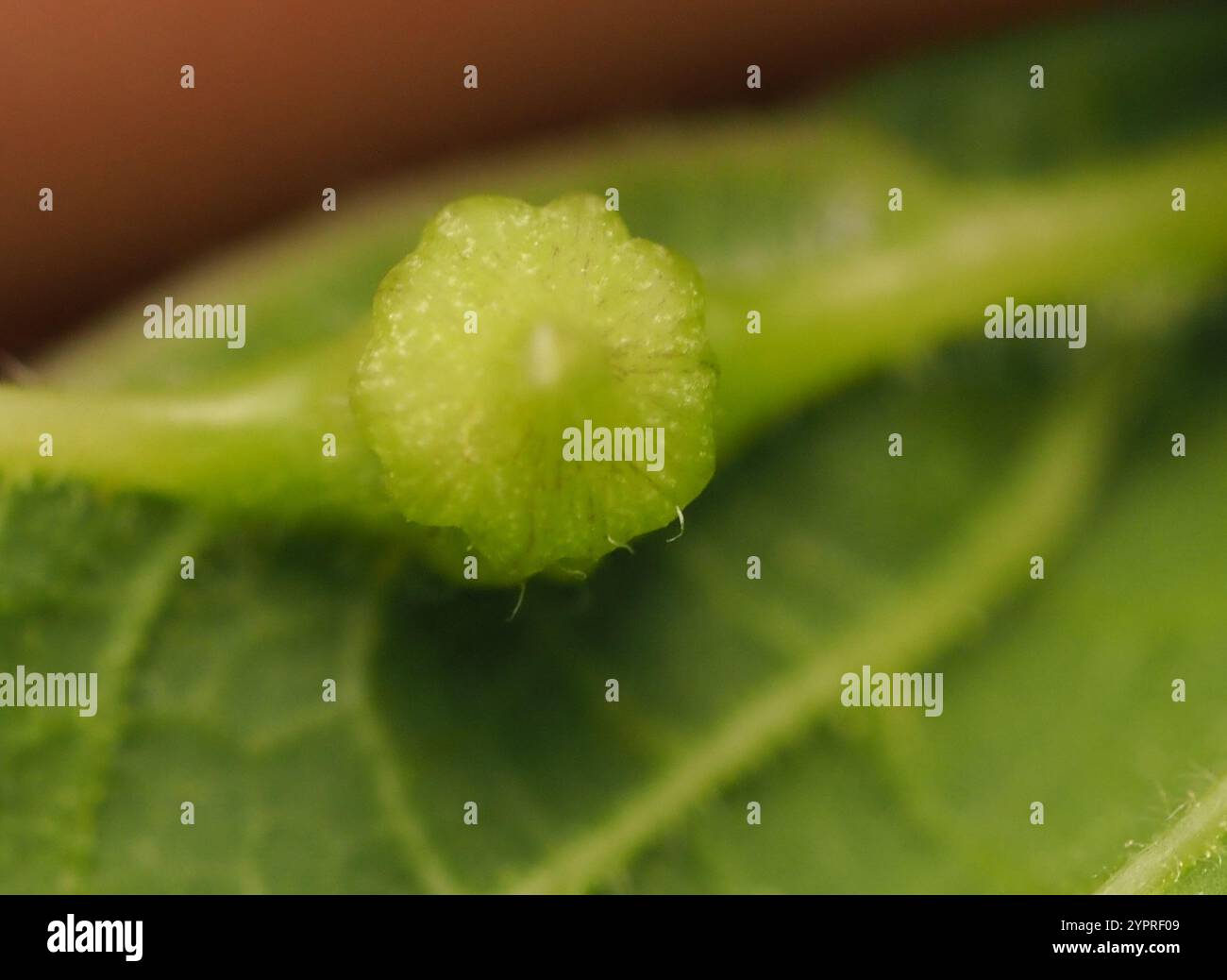 Hackberry Columnar Stem Gall Midge (Celticecis ramicola Stock Photo - Alamy