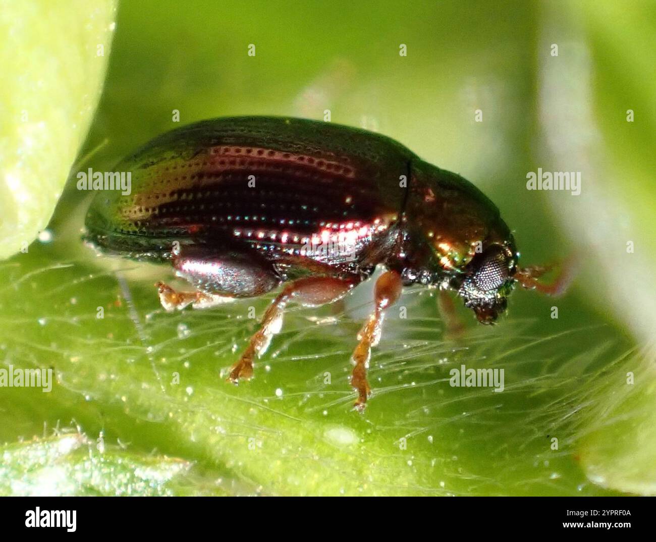 Studded Flea Beetles (Crepidodera Stock Photo - Alamy