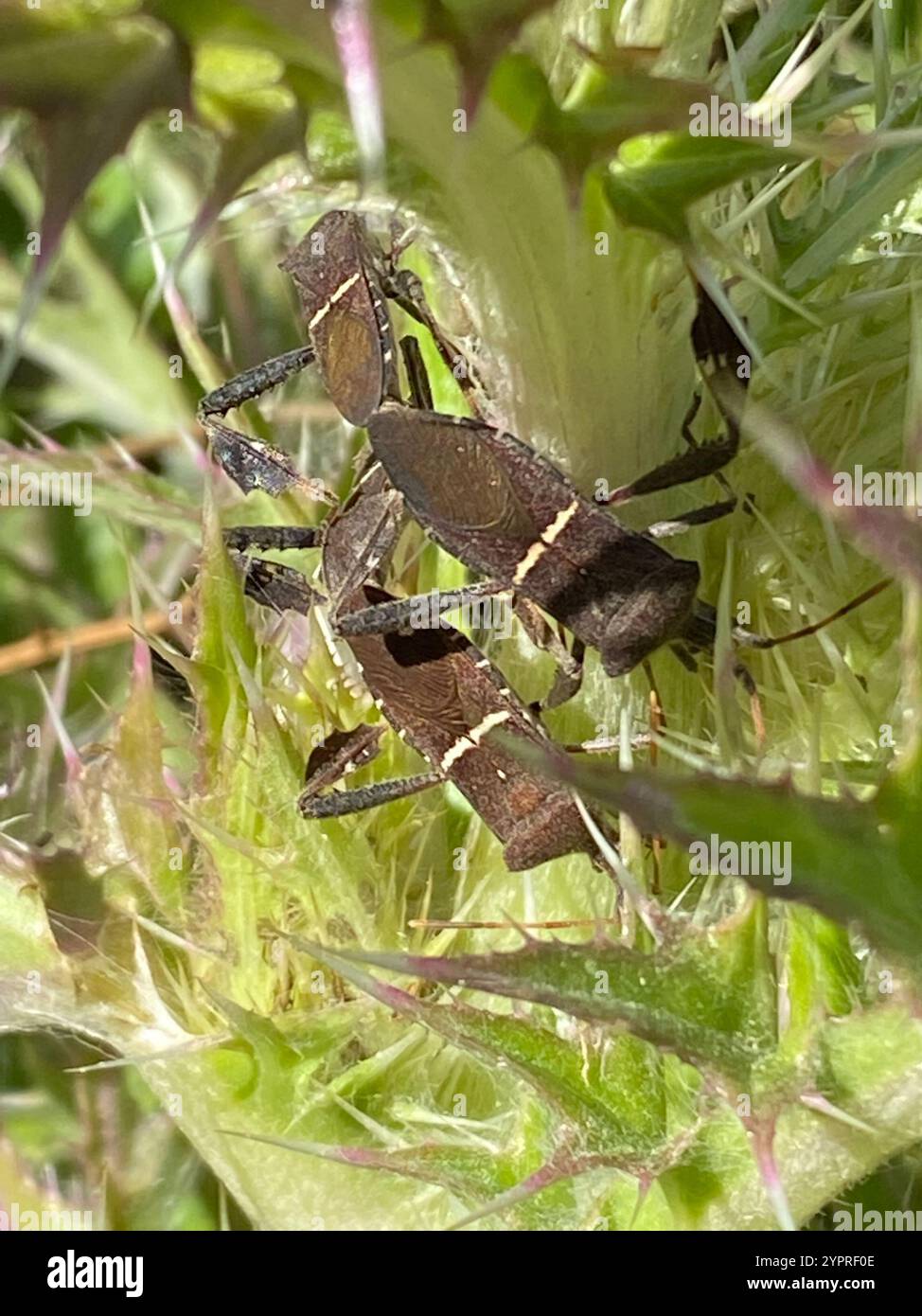 Eastern Leaf-footed Bug (Leptoglossus phyllopus Stock Photo - Alamy