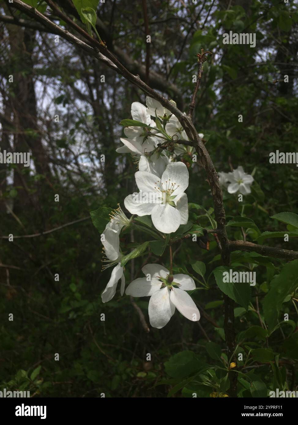 sweet crabapple (Malus coronaria Stock Photo - Alamy