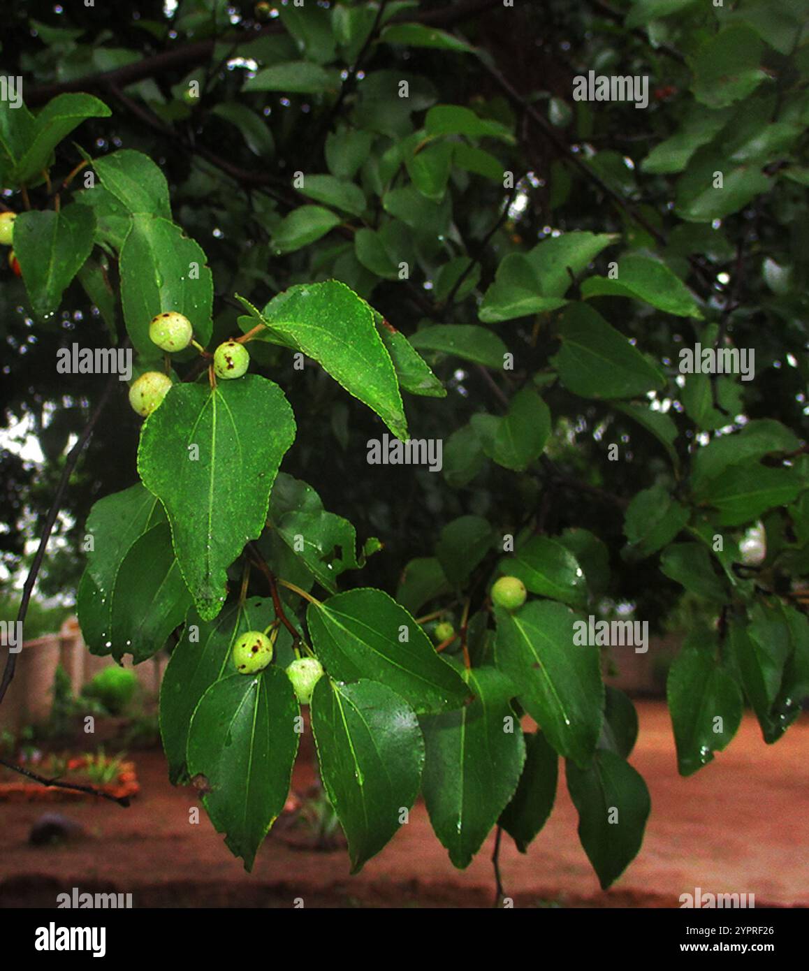 buffalo-thorn (Ziziphus mucronata Stock Photo - Alamy