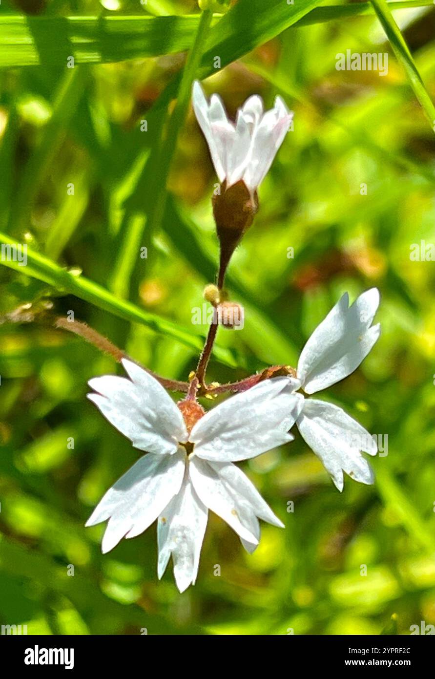 San Francisco woodland-star (Lithophragma affine Stock Photo - Alamy