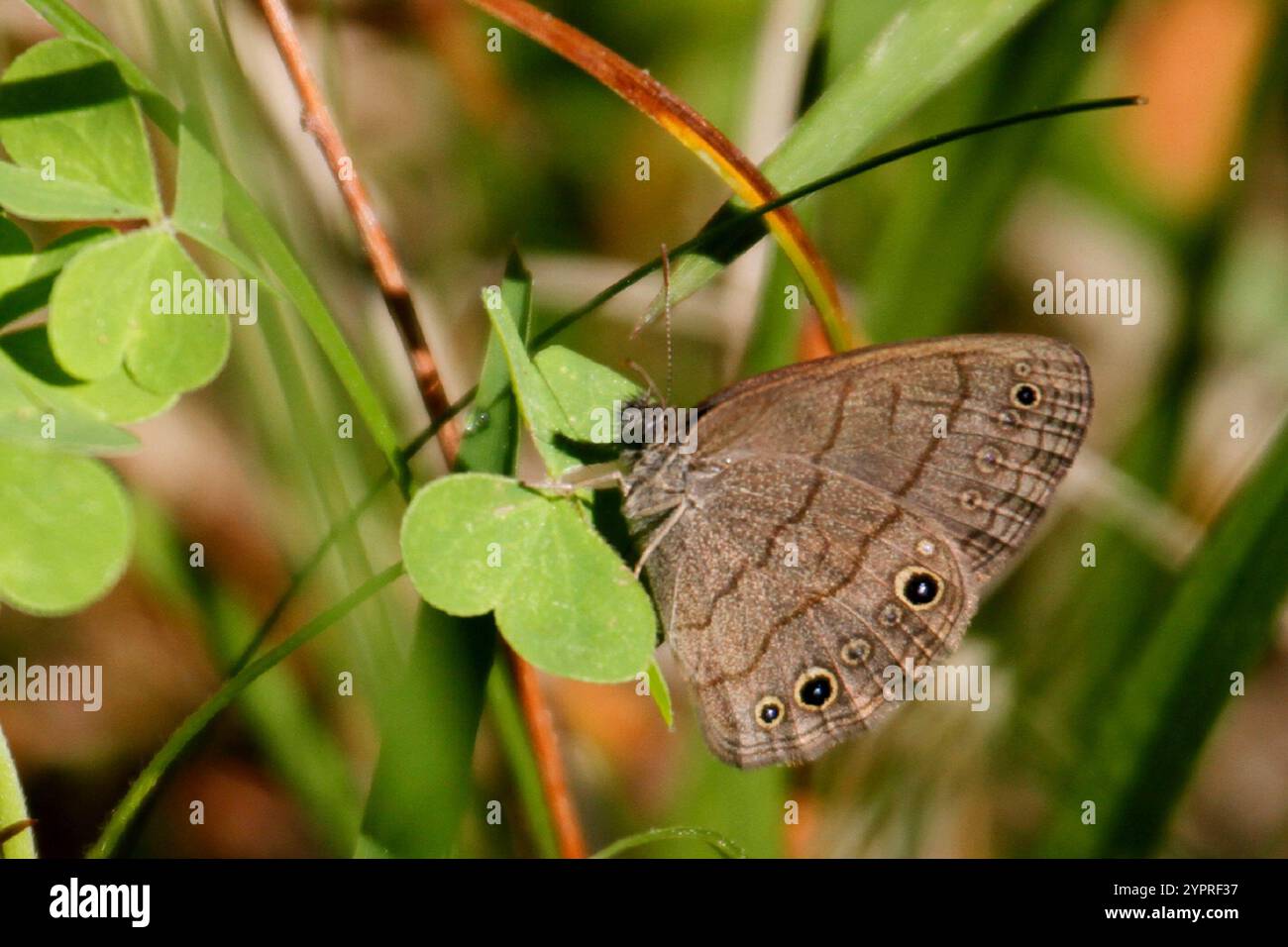 Carolina Satyr (Hermeuptychia sosybius Stock Photo - Alamy