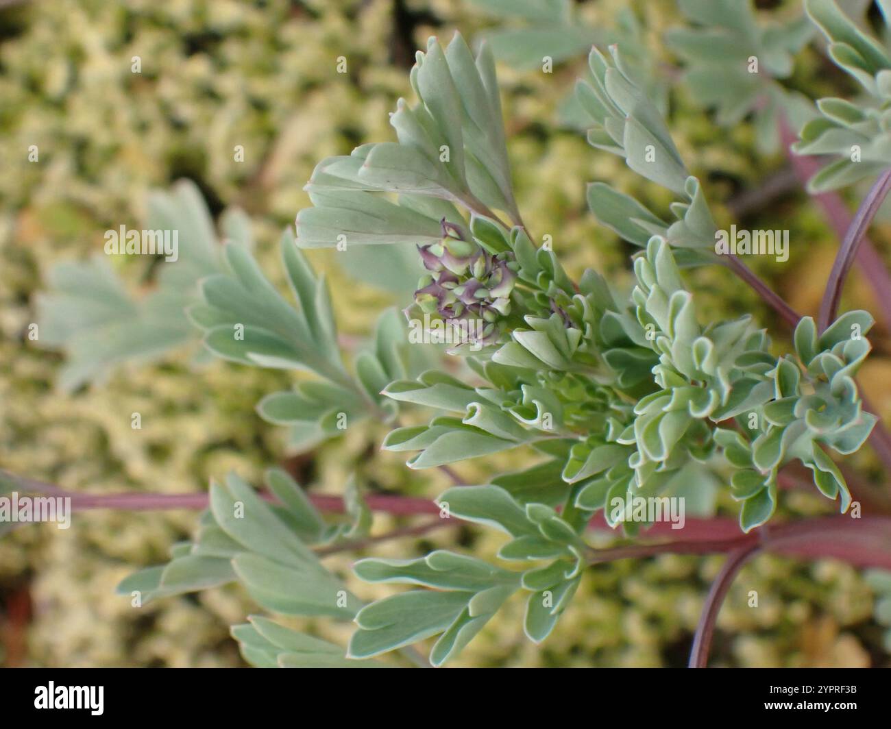 rock harlequin (Capnoides sempervirens Stock Photo - Alamy