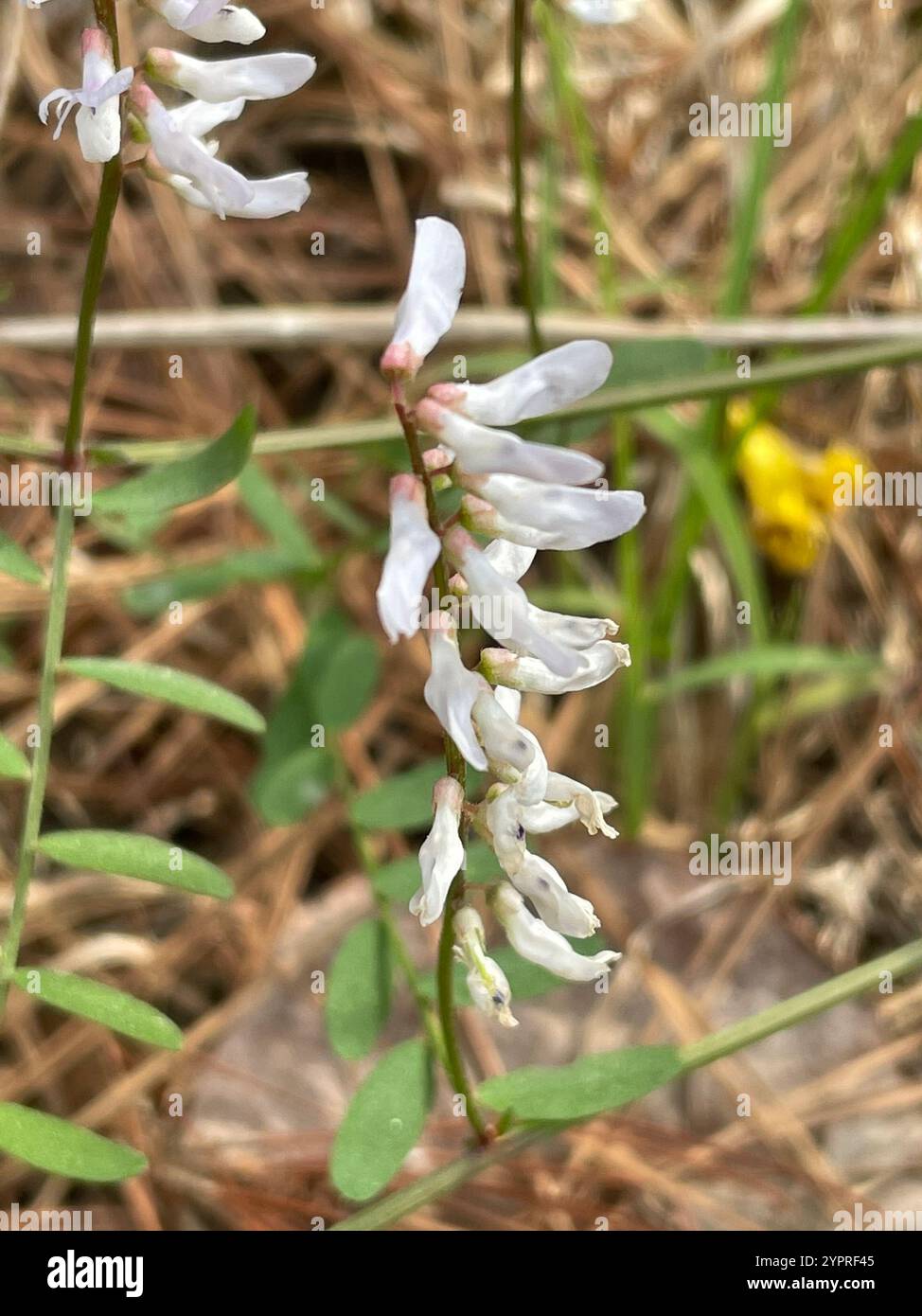 Carolina Vetch (Vicia caroliniana Stock Photo - Alamy