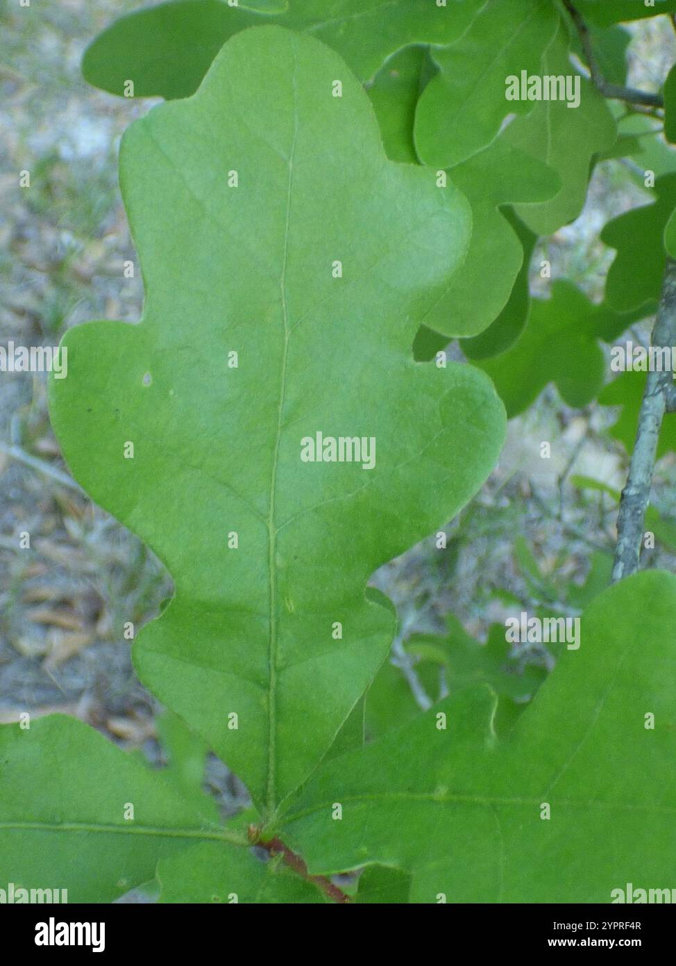 sand post oak (Quercus margaretiae Stock Photo - Alamy