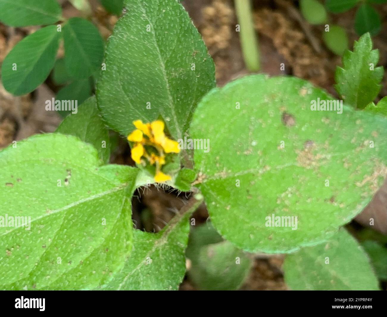 straggler daisy (Calyptocarpus vialis Stock Photo - Alamy