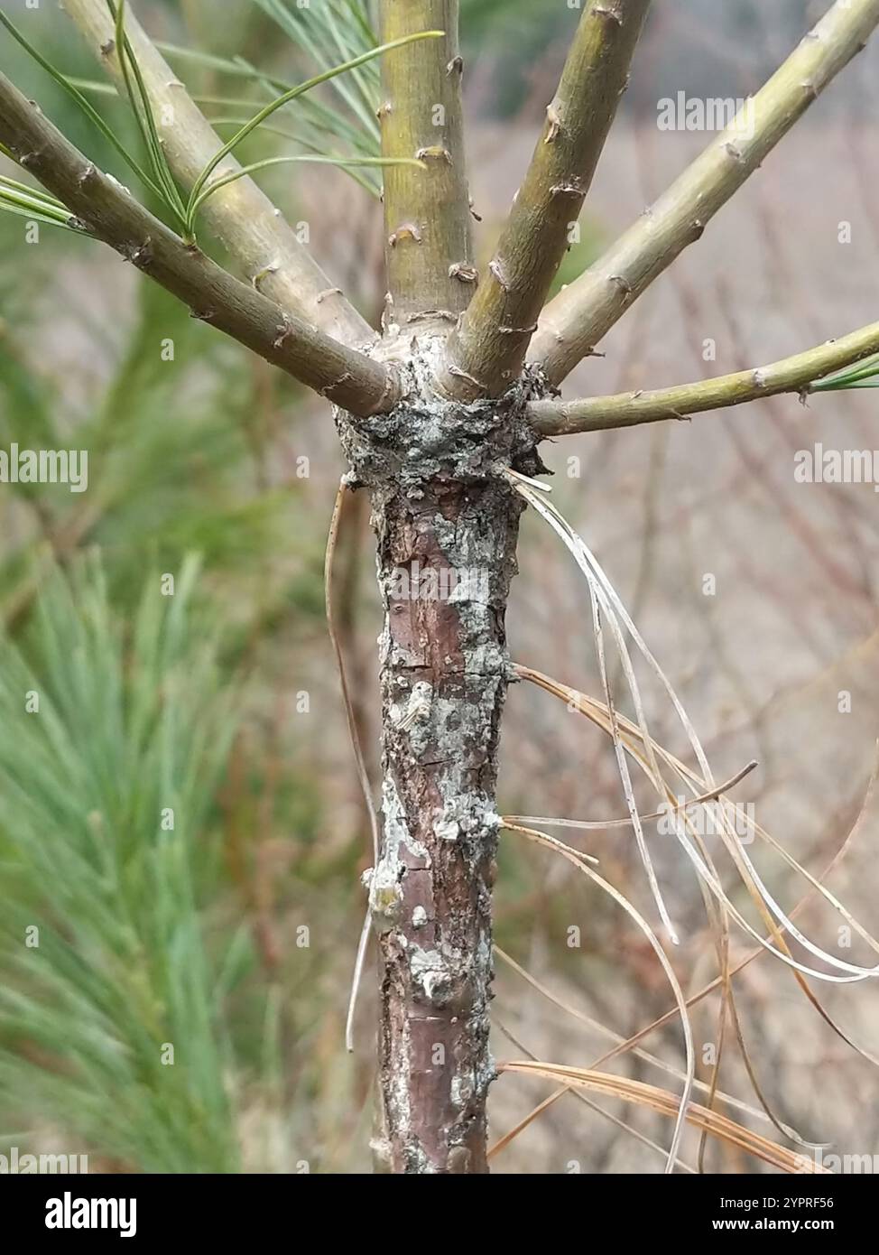 White Pine Weevil (Pissodes strobi Stock Photo - Alamy