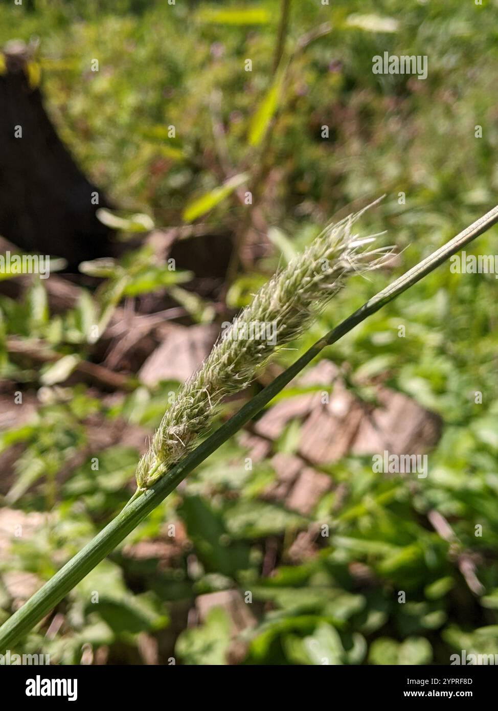 Foxtail grasses (Alopecurus Stock Photo - Alamy