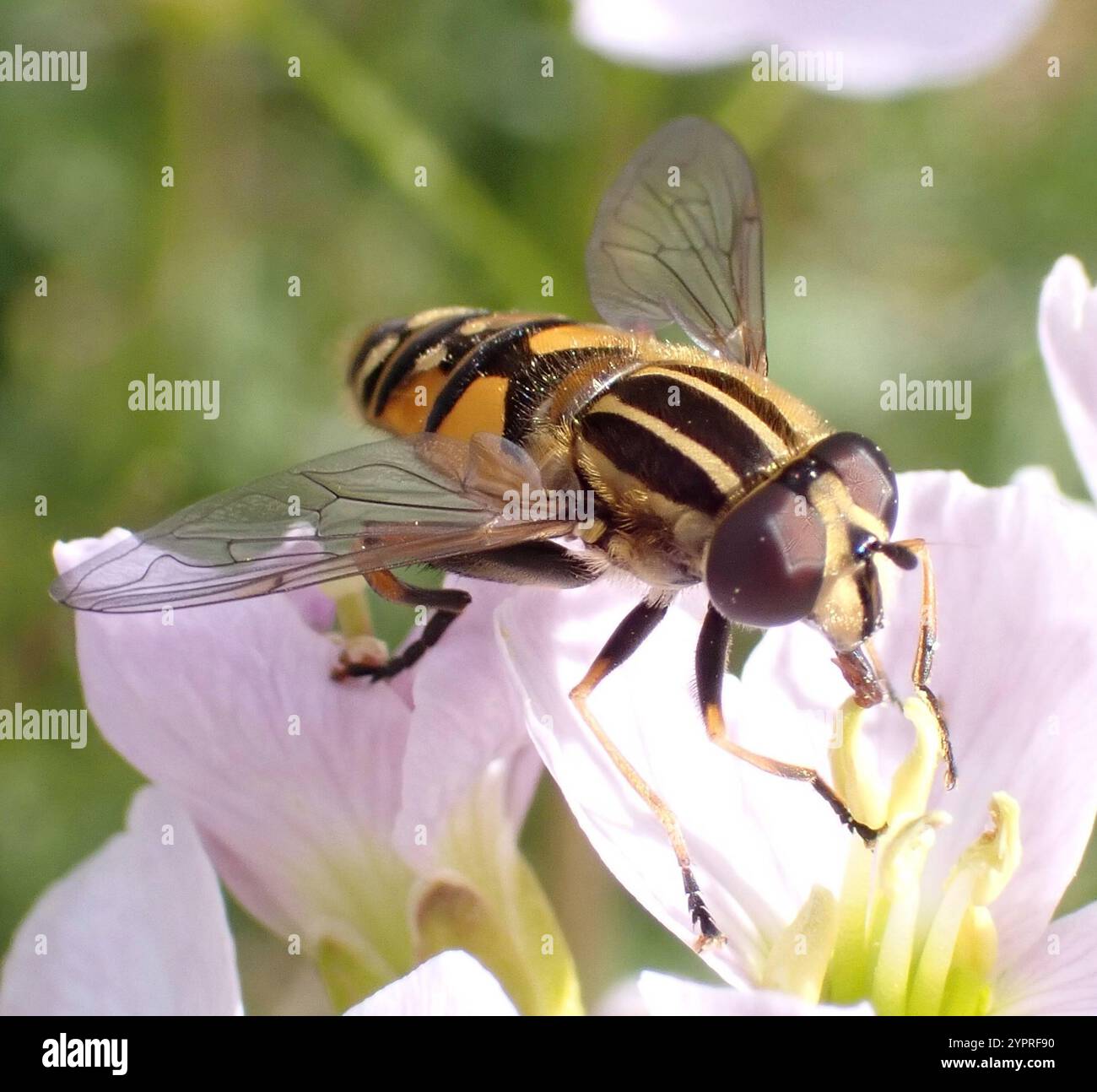 Sun Fly (Helophilus pendulus Stock Photo - Alamy
