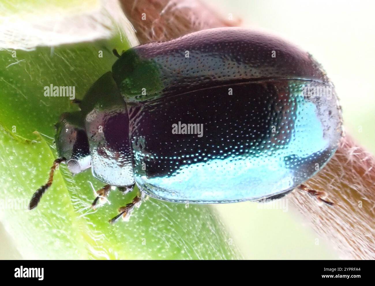Willow Leaf Beetle (Plagiodera versicolora Stock Photo - Alamy