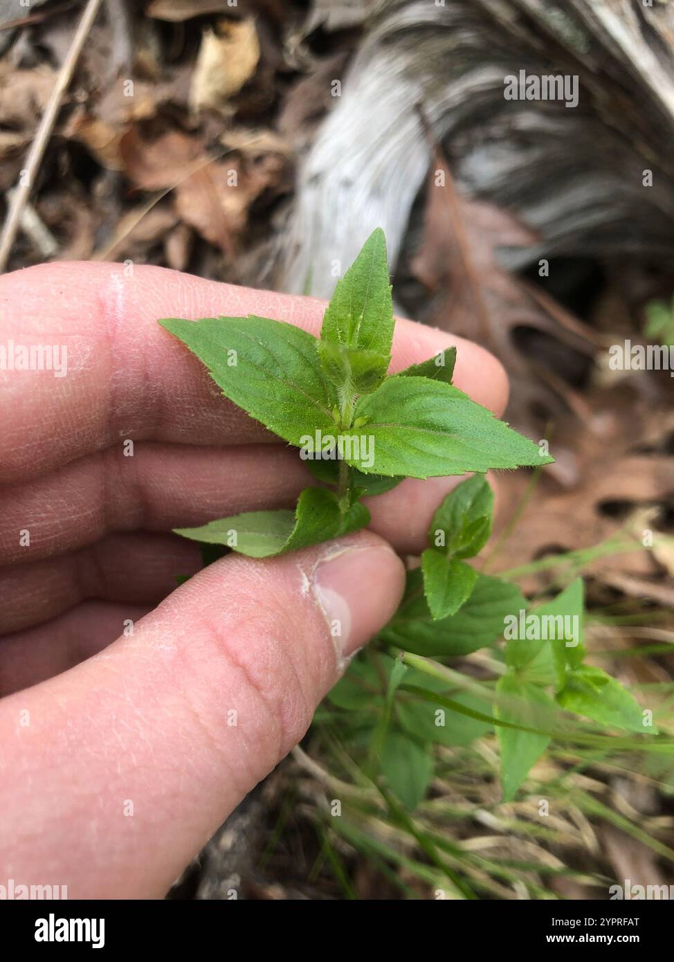 Cunila hi-res stock photography and images - Alamy