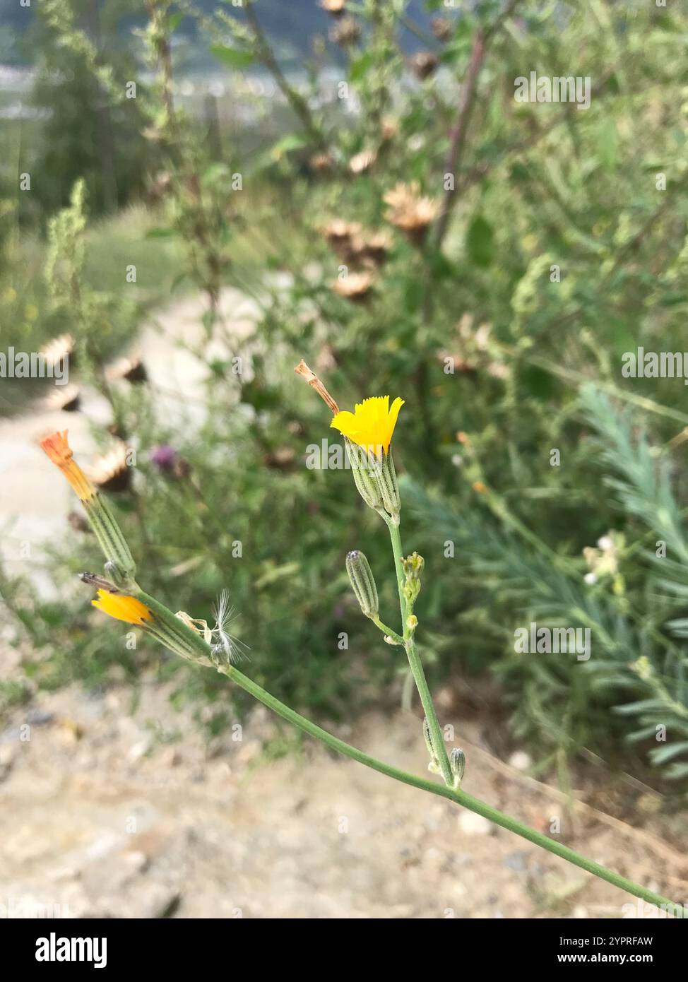 Rush Skeletonweed (Chondrilla juncea Stock Photo - Alamy