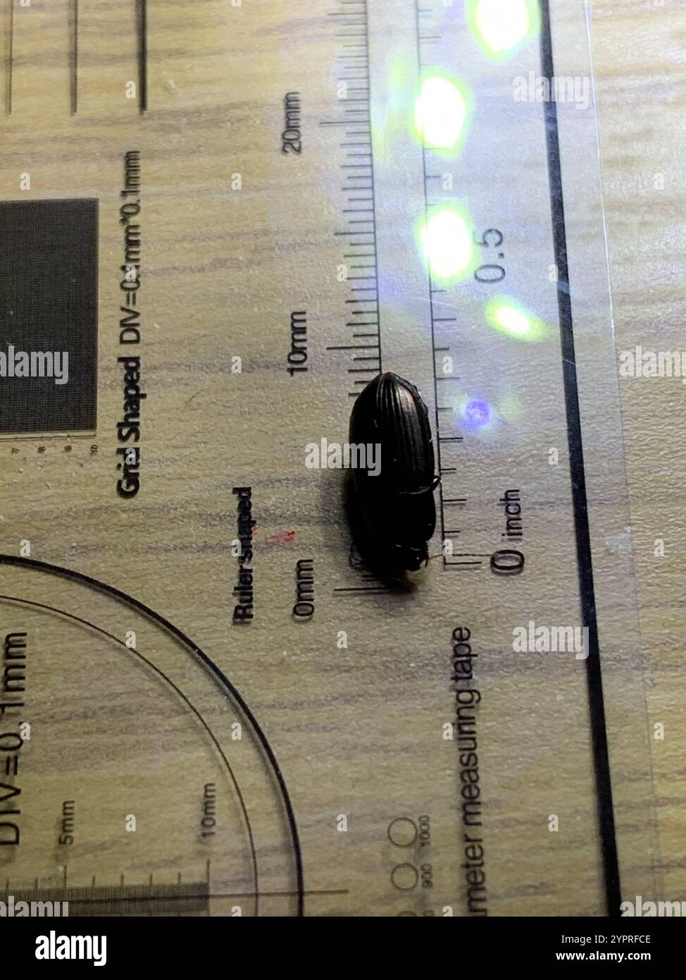 Common Sun Beetle (Amara aenea Stock Photo - Alamy