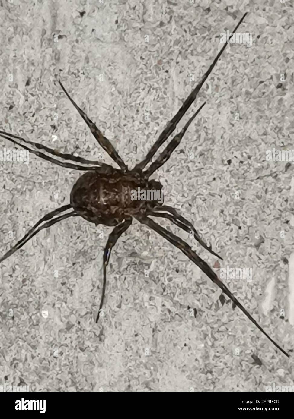 Spring Harvestman (Rilaena triangularis Stock Photo - Alamy