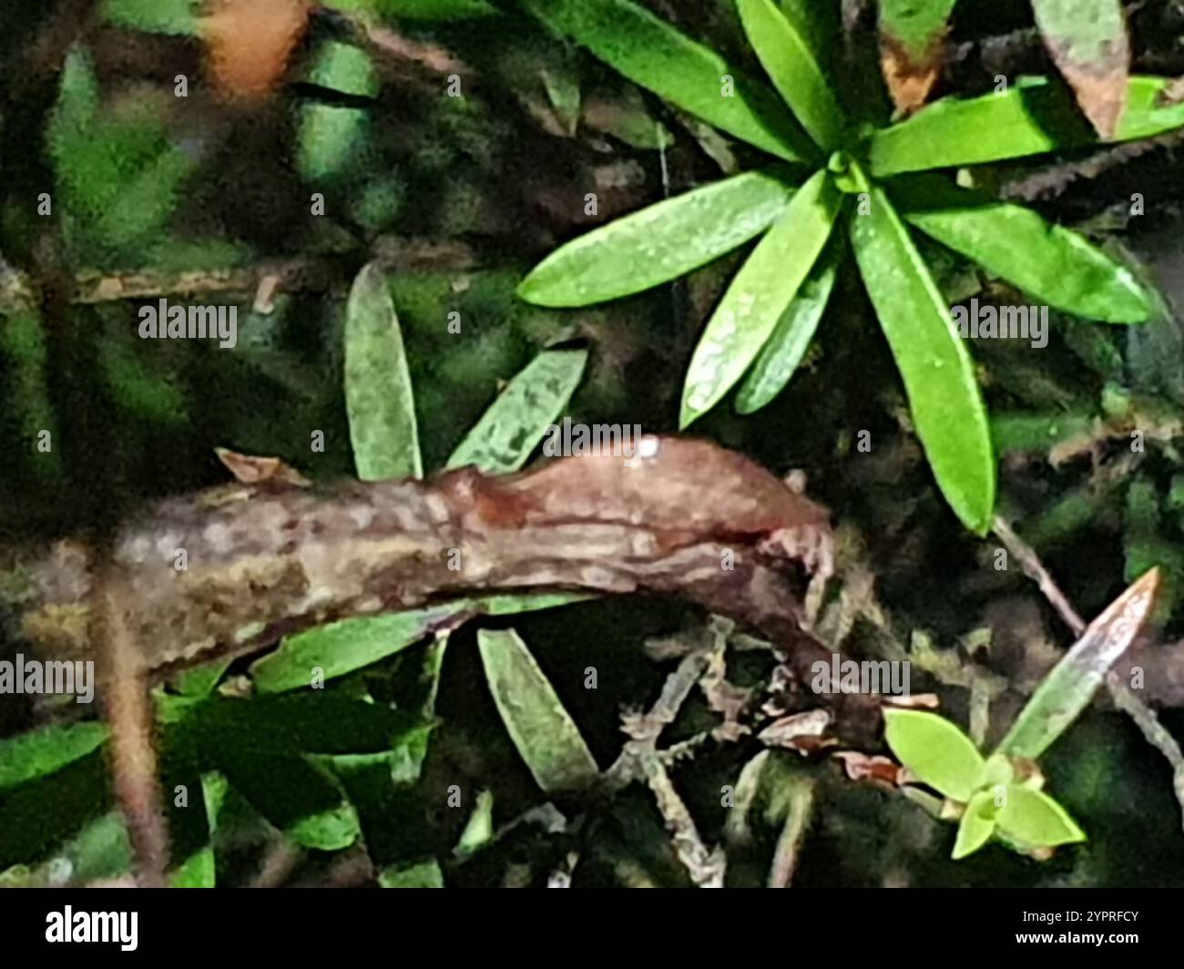 Acanthoxyla inermis hi-res stock photography and images - Alamy