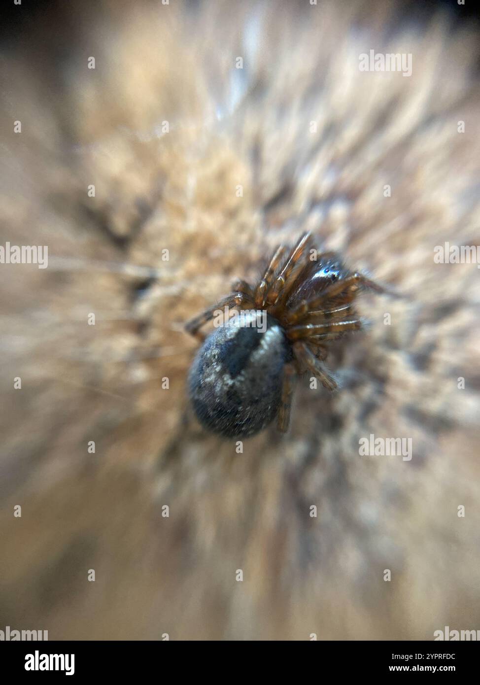 Lace web spiders (Amaurobius Stock Photo - Alamy