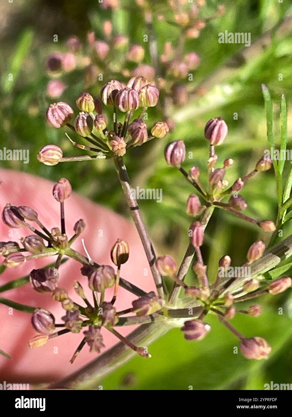 Marsh parsley (Cyclospermum leptophyllum Stock Photo - Alamy