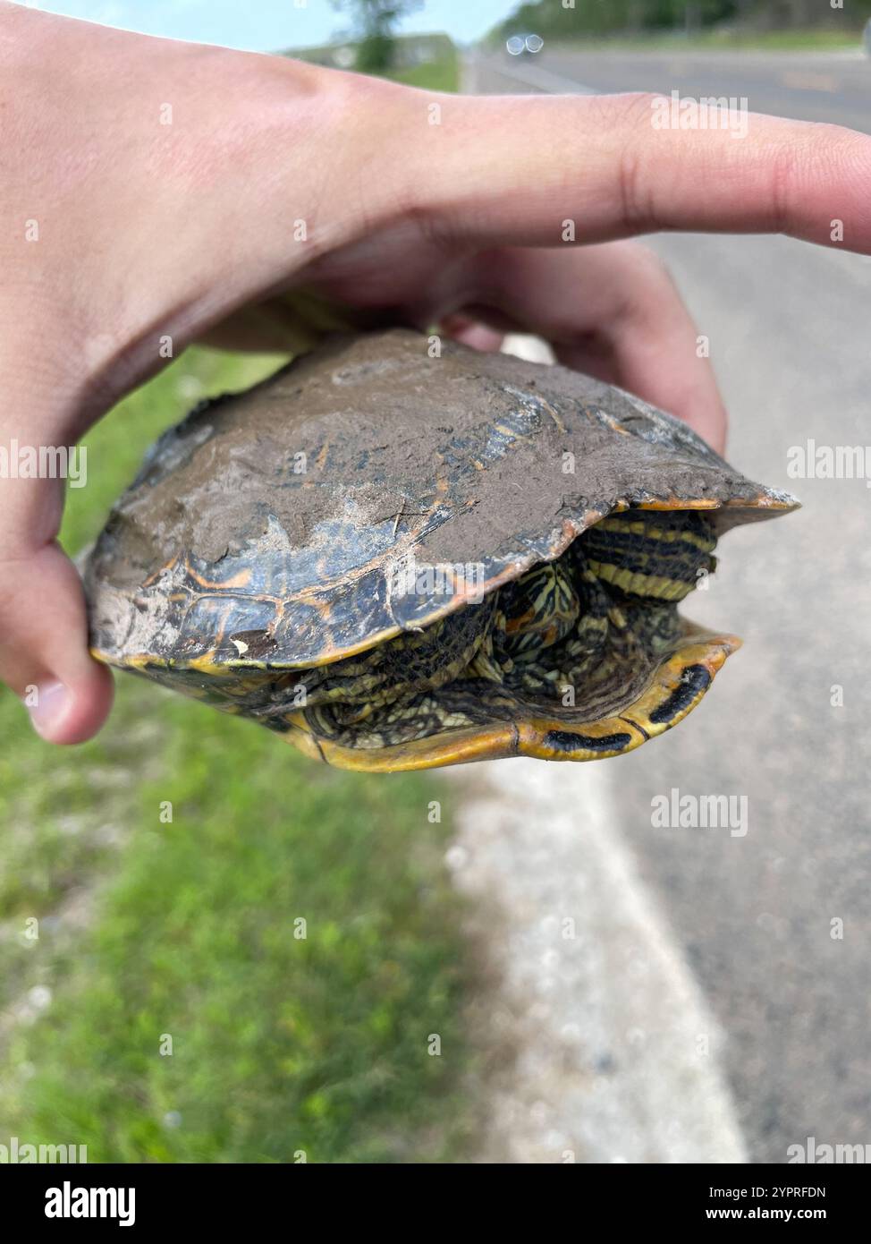 Pond Slider (Trachemys scripta Stock Photo - Alamy