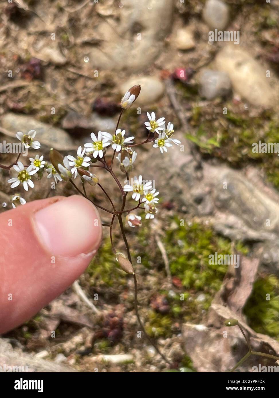 Common Whitlowgrass (Draba verna Stock Photo - Alamy