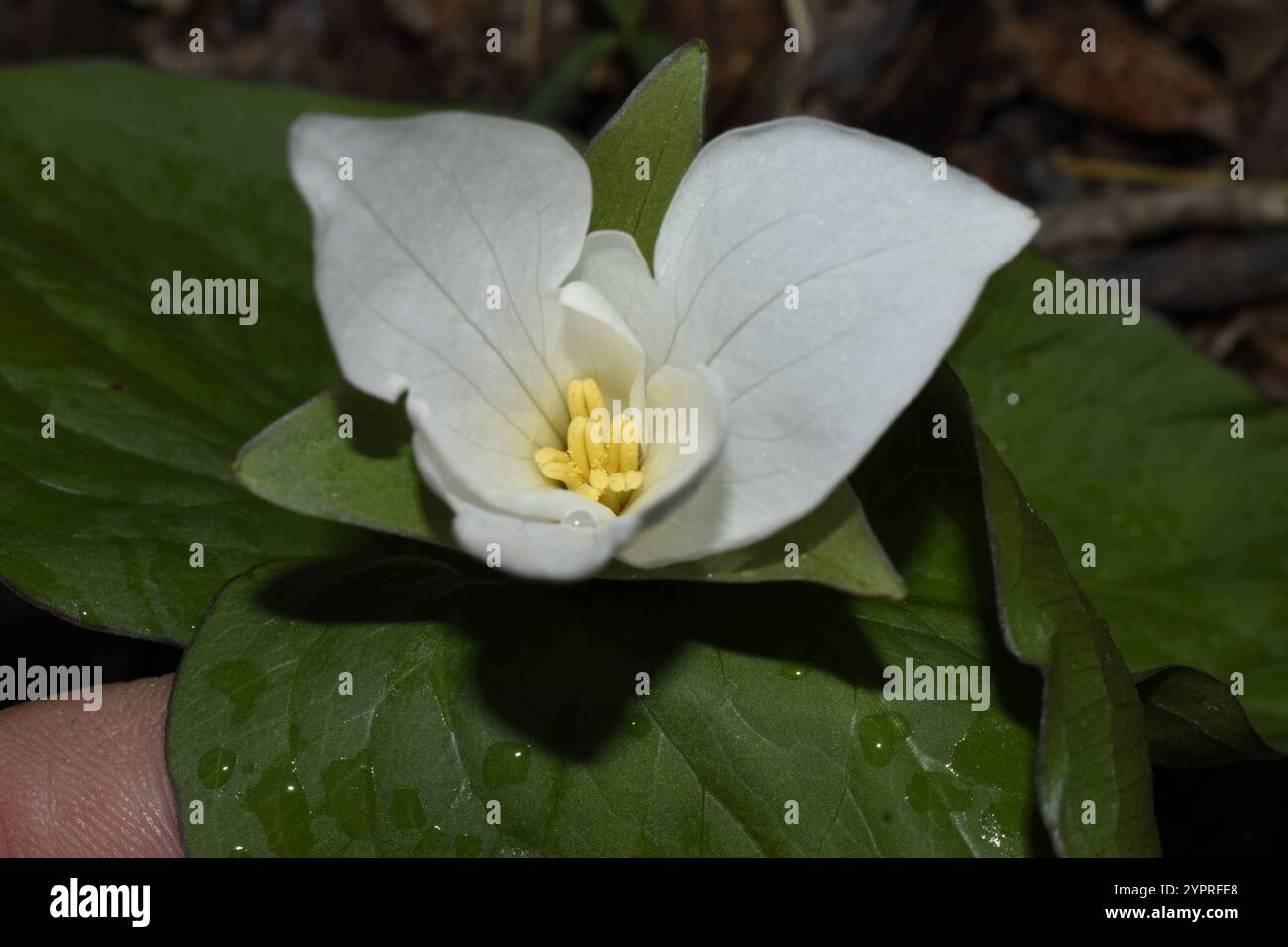 large white trillium (Trillium grandiflorum Stock Photo - Alamy