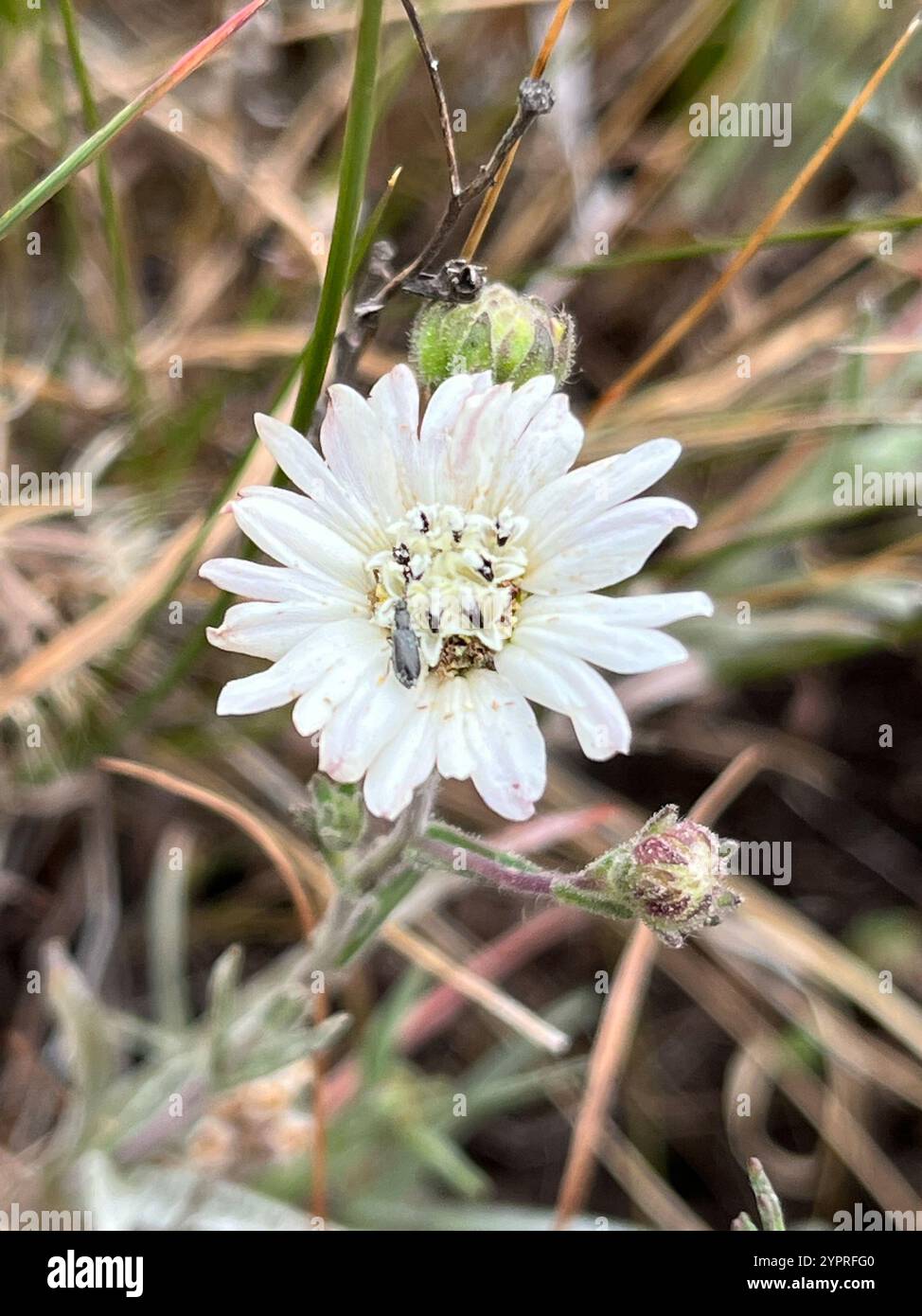 Luzulifolia hi-res stock photography and images - Alamy