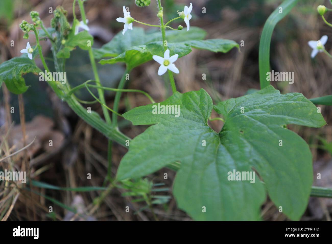 coastal manroot (Marah oregana Stock Photo - Alamy