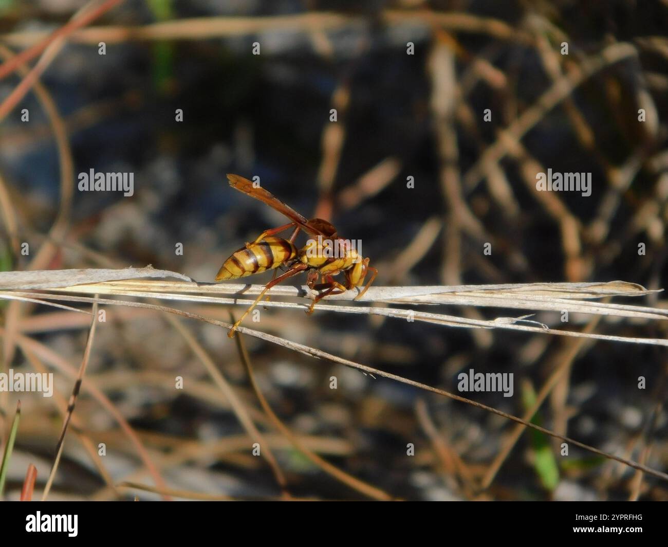 Horse Paper Wasp (Polistes major Stock Photo - Alamy