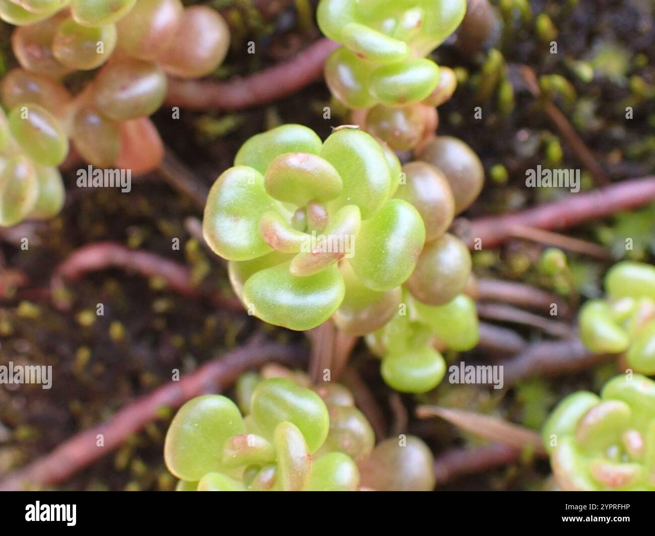 Oregon Stonecrop (Sedum oreganum Stock Photo - Alamy