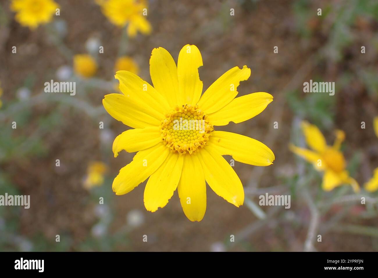 common woolly sunflower (Eriophyllum lanatum Stock Photo - Alamy