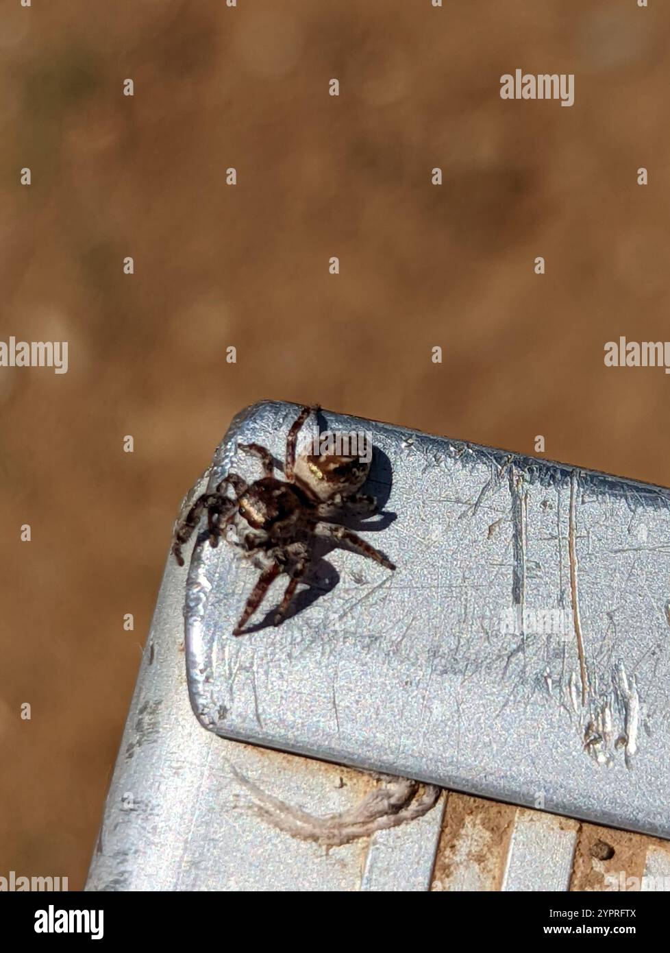 Bronze Jumping Spider (Eris militaris Stock Photo - Alamy