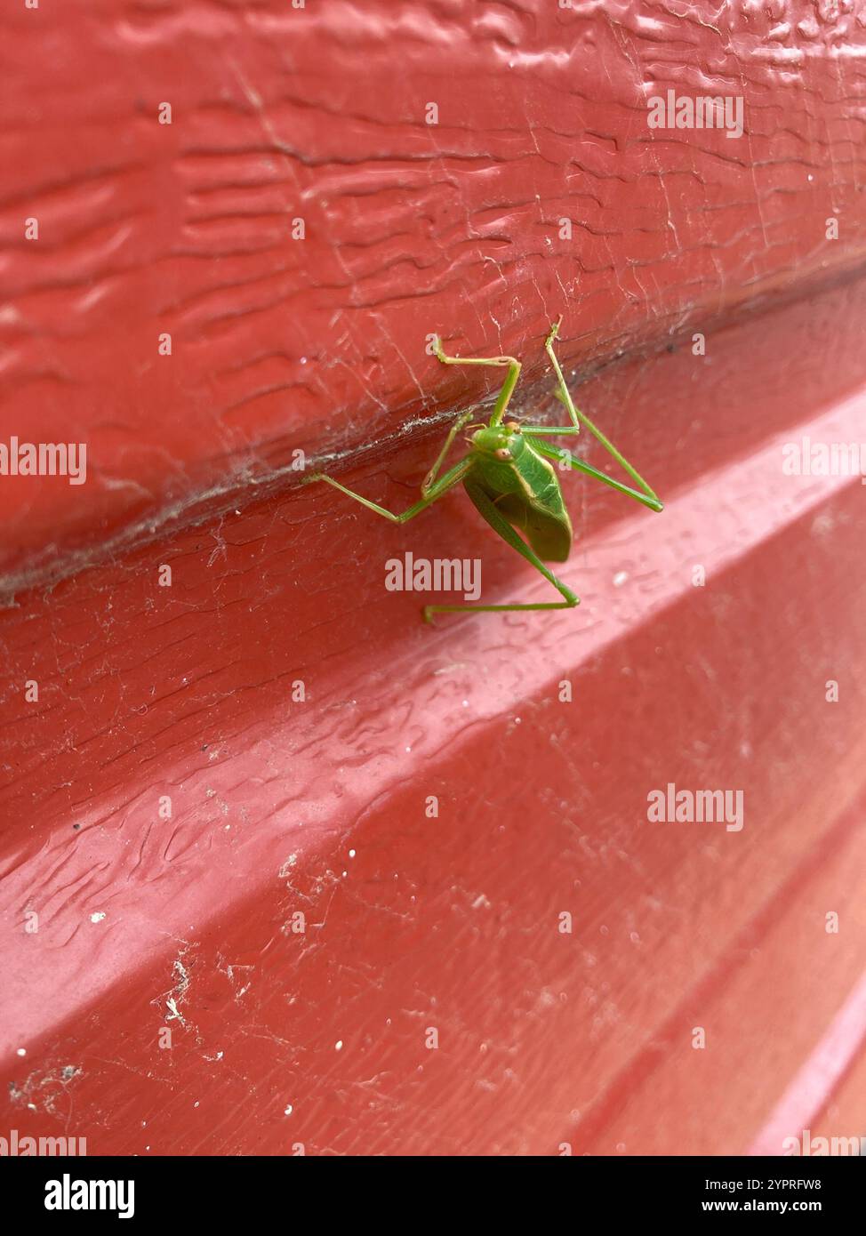 Australian Common Garden Katydid (Caedicia simplex Stock Photo - Alamy