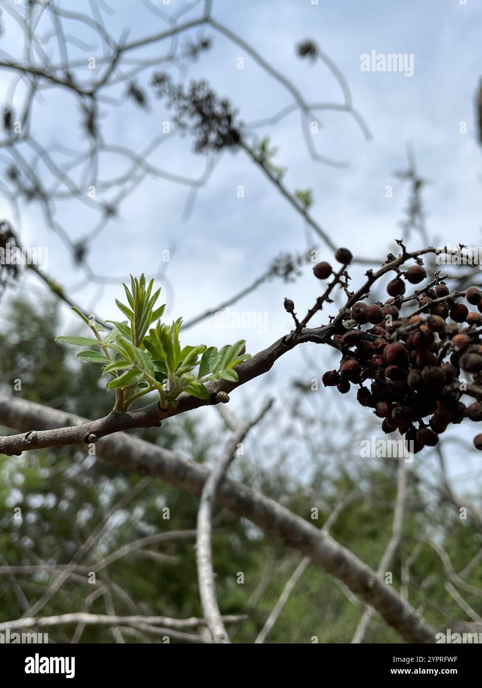 Prairie flameleaf sumac (Rhus lanceolata Stock Photo - Alamy