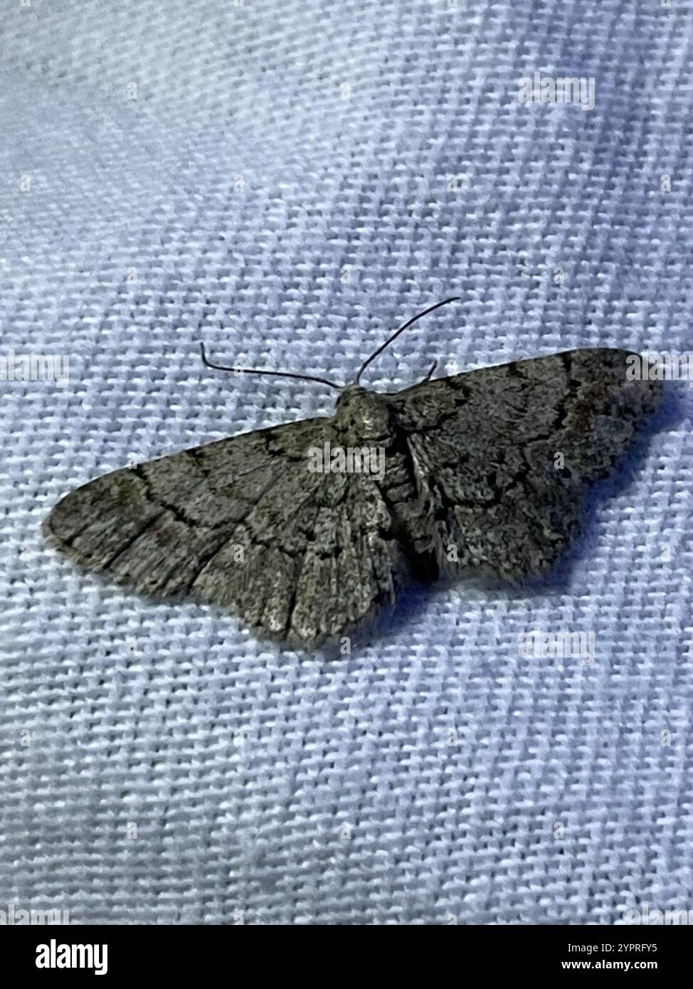 Texas Gray (Glenoides texanaria Stock Photo - Alamy